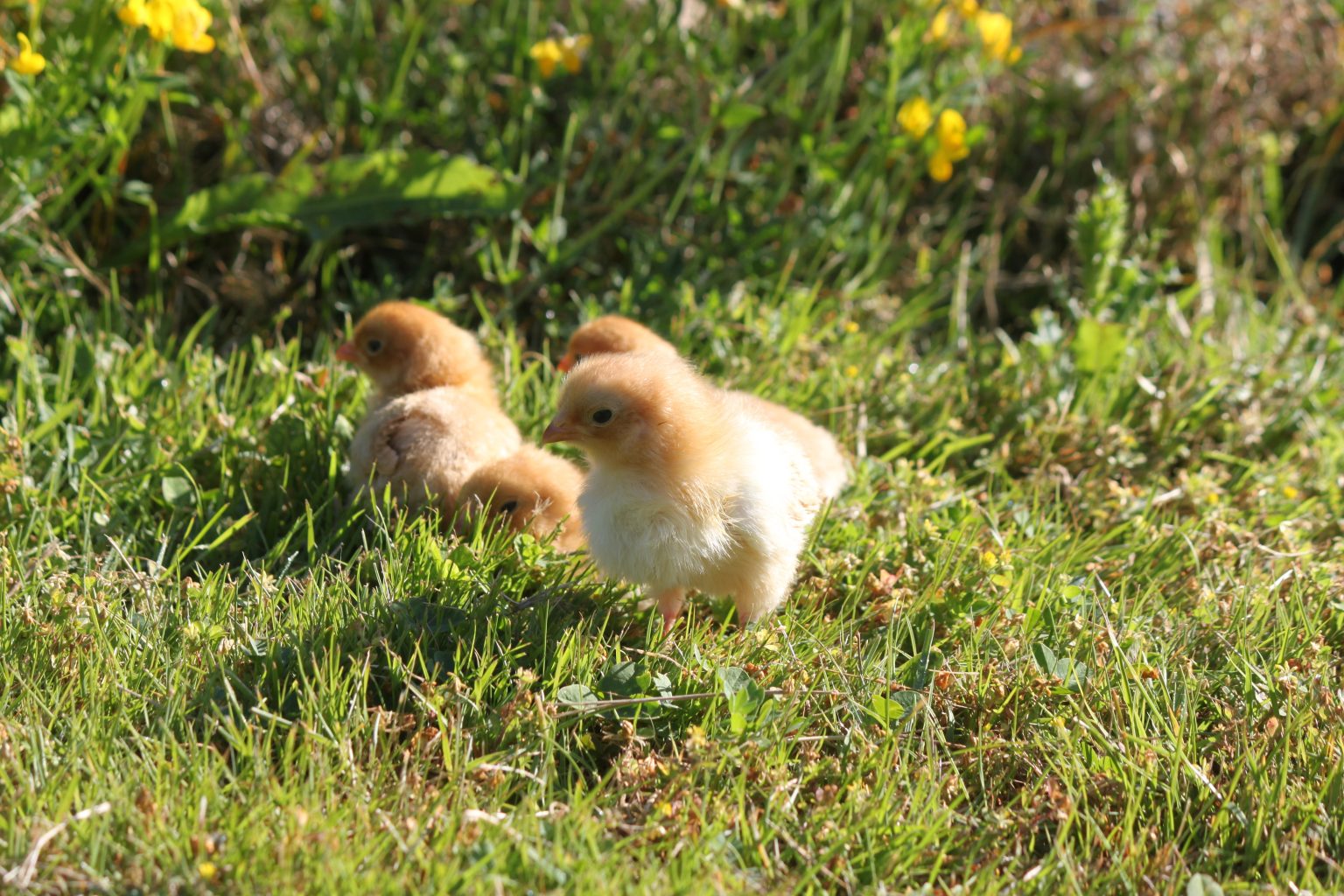 Hungarian Yellow Chickens - Backyard Poultry